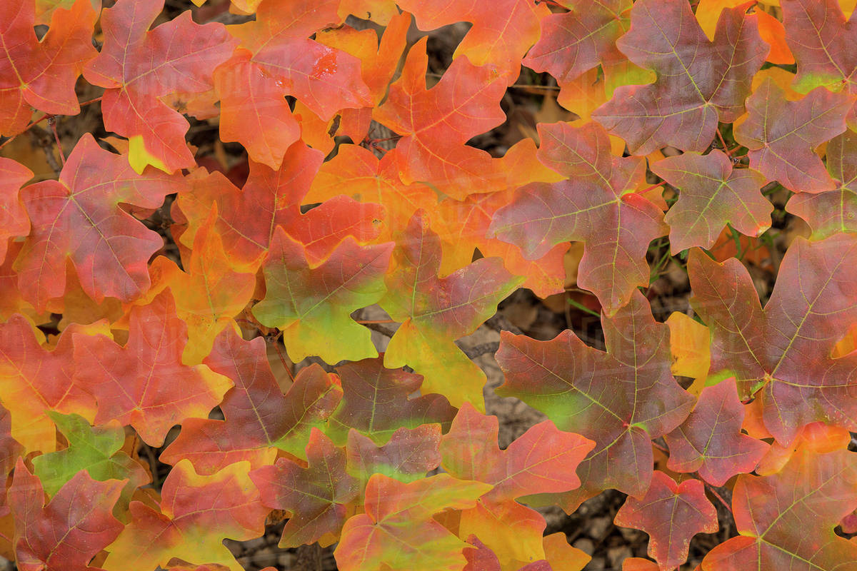 USA, Texas, Guadalupe Mountains National Park. Fallen bigtooth maple ...