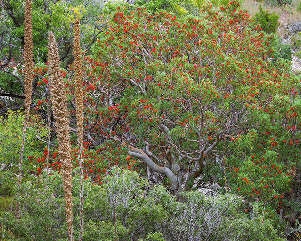 USA, Texas, Guadalupe Mountains National Park. Texas madrona tree with ...