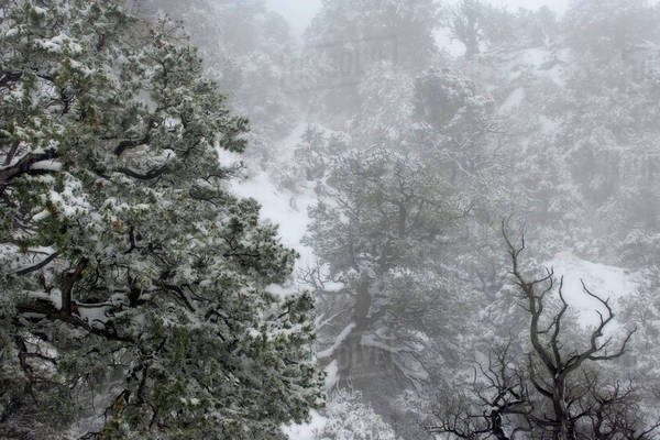 USA, Utah. Forest blanketed with snow and fog. - Royalty-free Stock ...