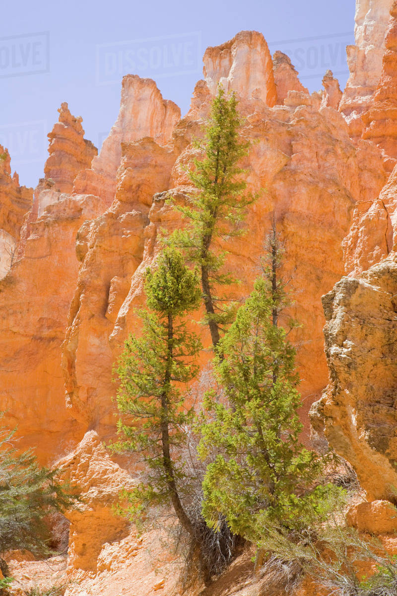 UT, Bryce Canyon National Park, Pine trees and soft reflected light ...