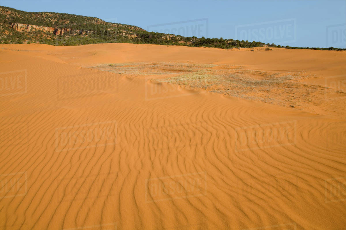 UT, Coral Pink Sand Dunes State Park, dunes created from eroding Navajo ...