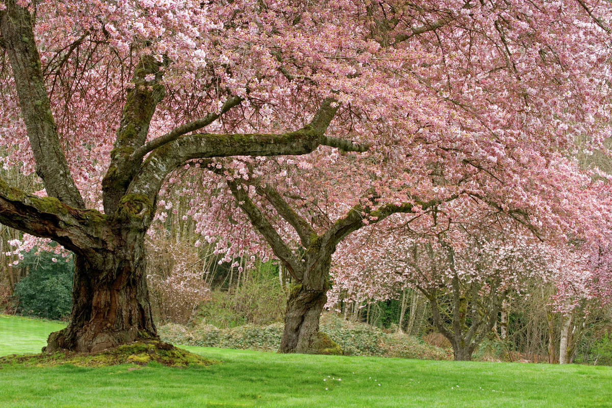 USA, Washington, Bremerton. Cherry trees in springtime bloom. - Stock ...