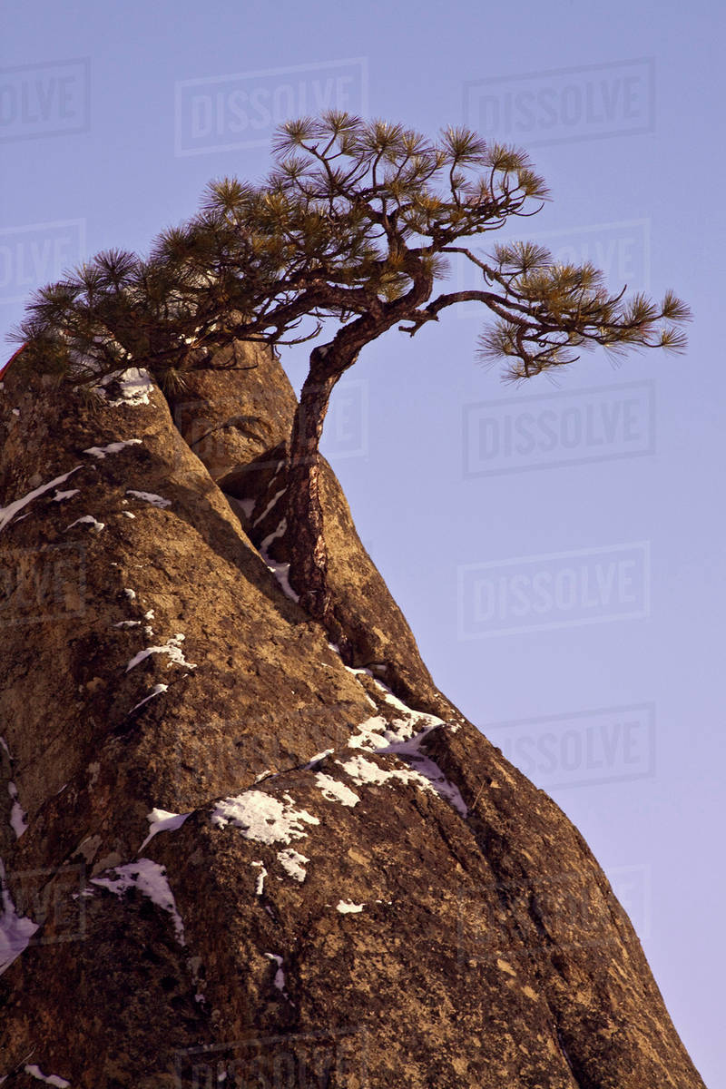 USA, Washington, Peshastin Pinnacles State Park. Pine tree grows from ...