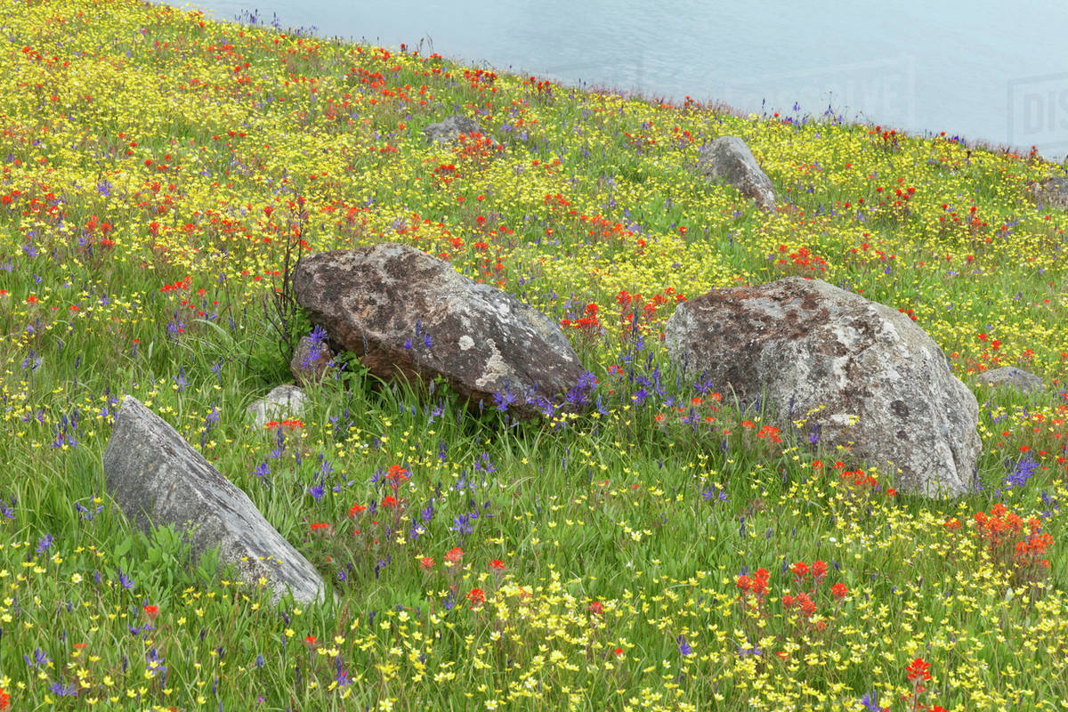 USA, Washington, San Juan Islands. Wildflowers surround boulders on ...