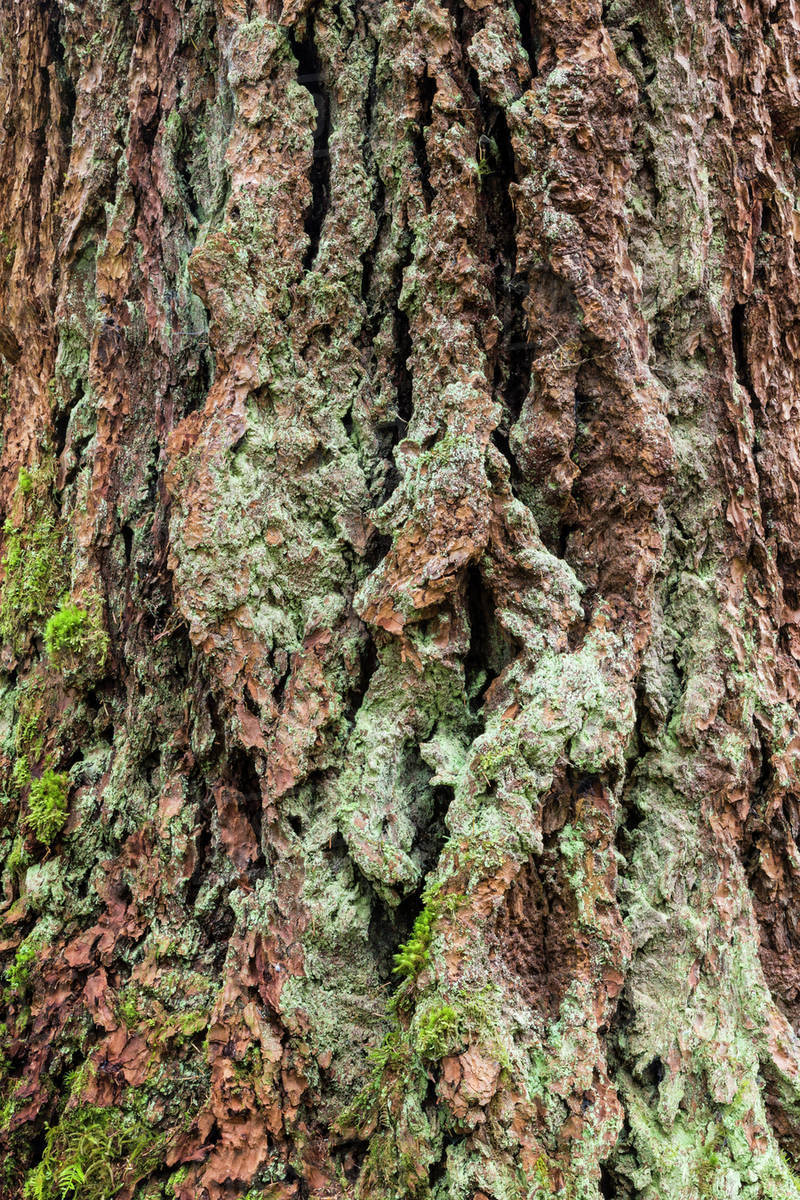 USA, Washington, Olympic National Park. Close-up of old growth Douglas ...