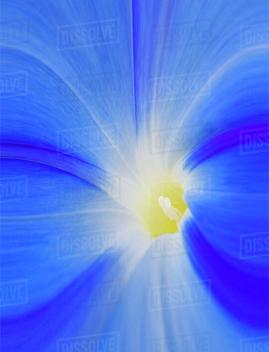 USA, Washington State, Palouse. Close-up of a morning glory flower ...