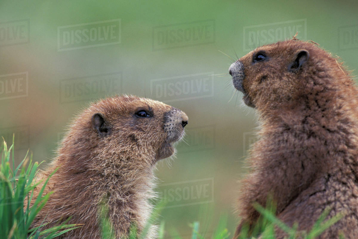 NA, USA, Washington, Olympic National Park, Olympic marmots near burrow ...