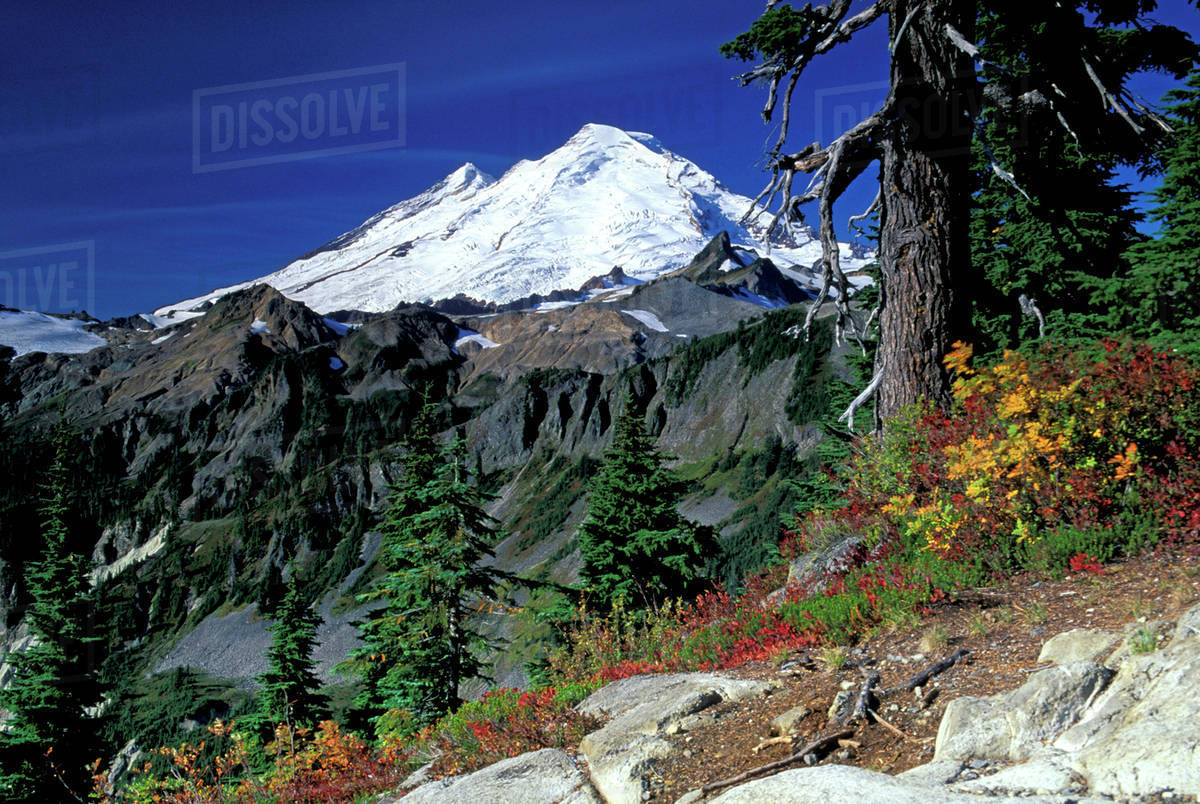 USA, WA, Mt Baker Recreation Area. Mt Baker from Artist's Point with ...