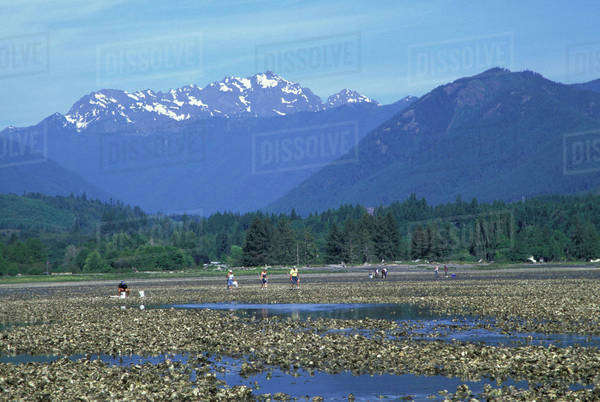 USA, Washington, Brinnon, Dosewallips State Park. harvesting oysters ...