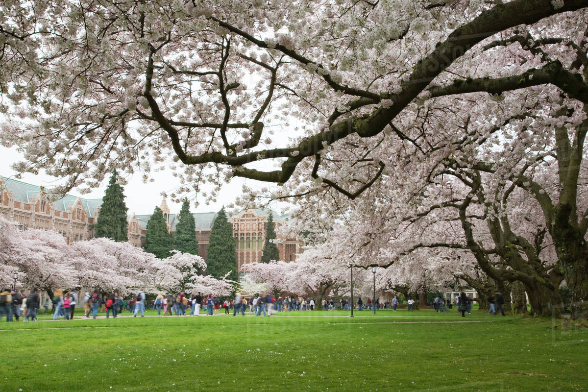 WA, Seattle, Cherry trees in bloom at the University of Washington ...