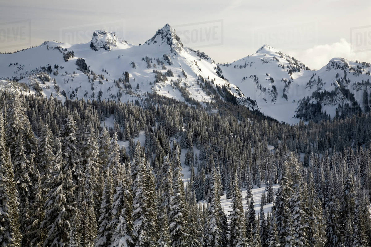 WA, Mt. Rainier National Park, Snow covered trees with Tatoosh Range ...