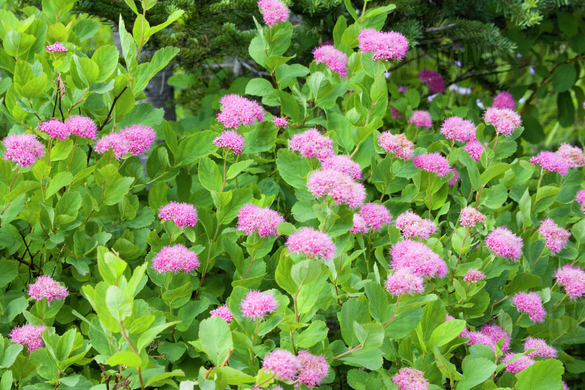 WA, Mount Rainier National Park, Subalpine Spirea (Spirea densiflora ...