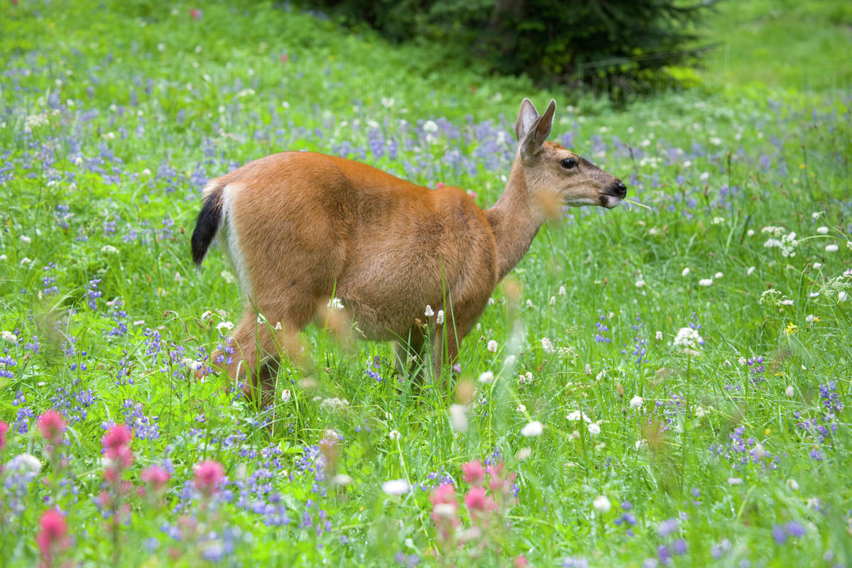 WA, Mount Rainier National Park, Black-tailed deer doe in wildflower ...