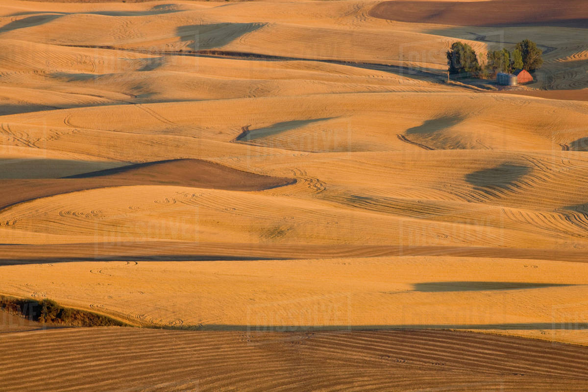 WA, Whitman County, The Palouse, Palouse farmland in autumn, view from ...