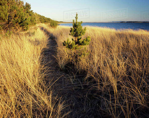 WA, Leadbetter Point State Park, beach trail along Willipa Bay ...