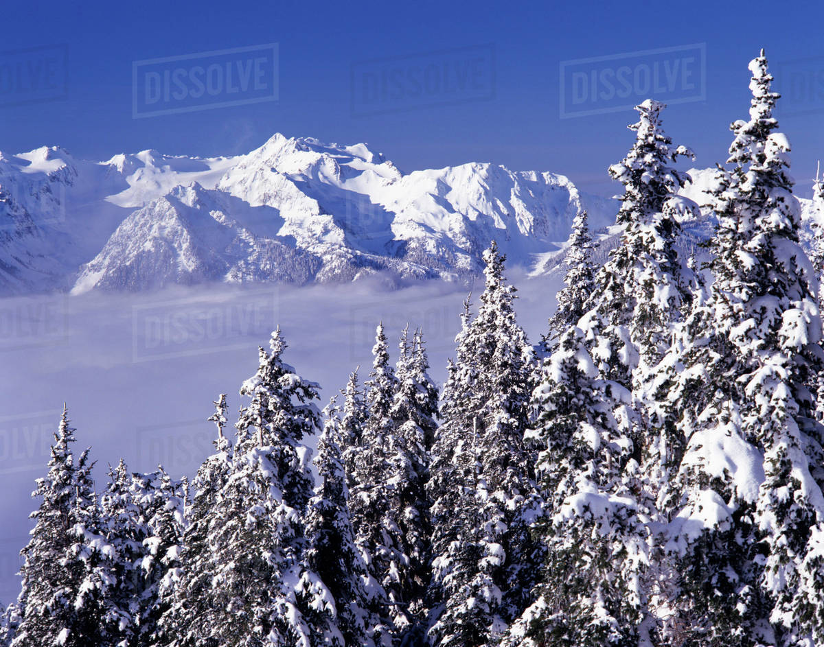 WA, Olympic National Park, Olympic Mountain Range, view from Hurricane ...