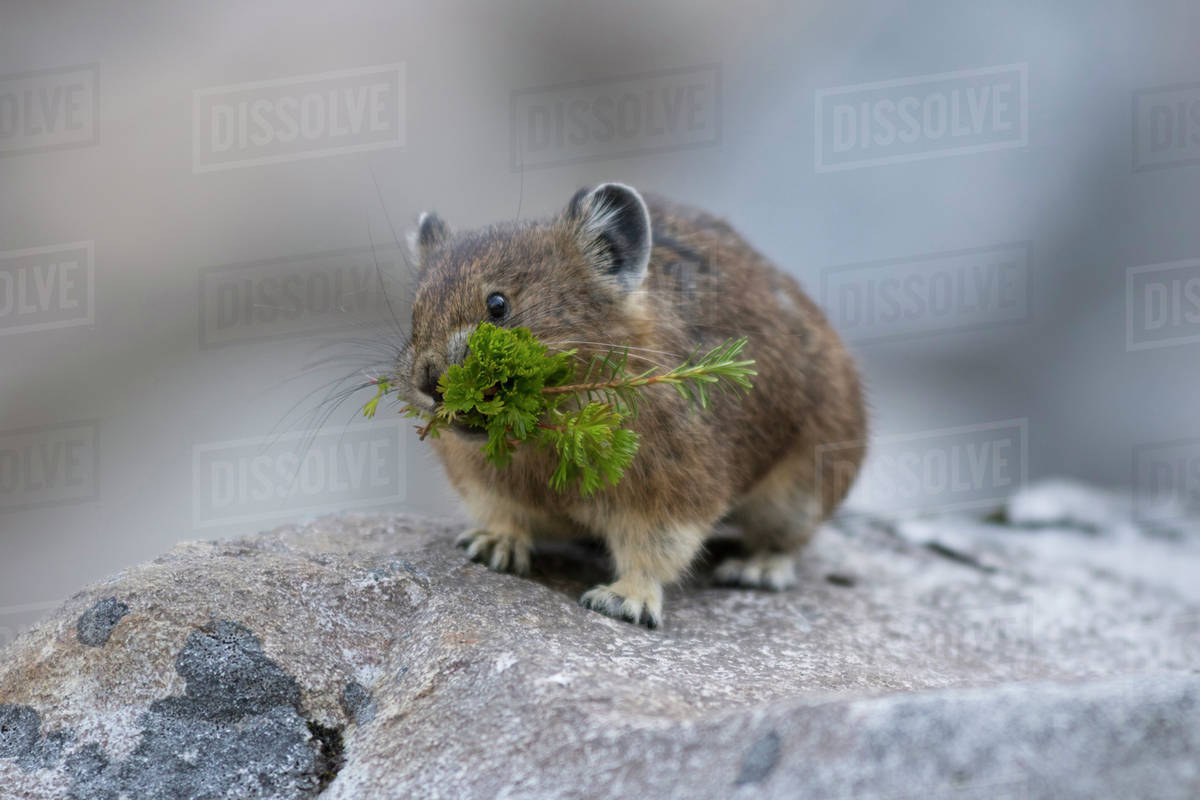 USA, Washington State, Alpine Lakes Wilderness, American Pika (Ochotona ...