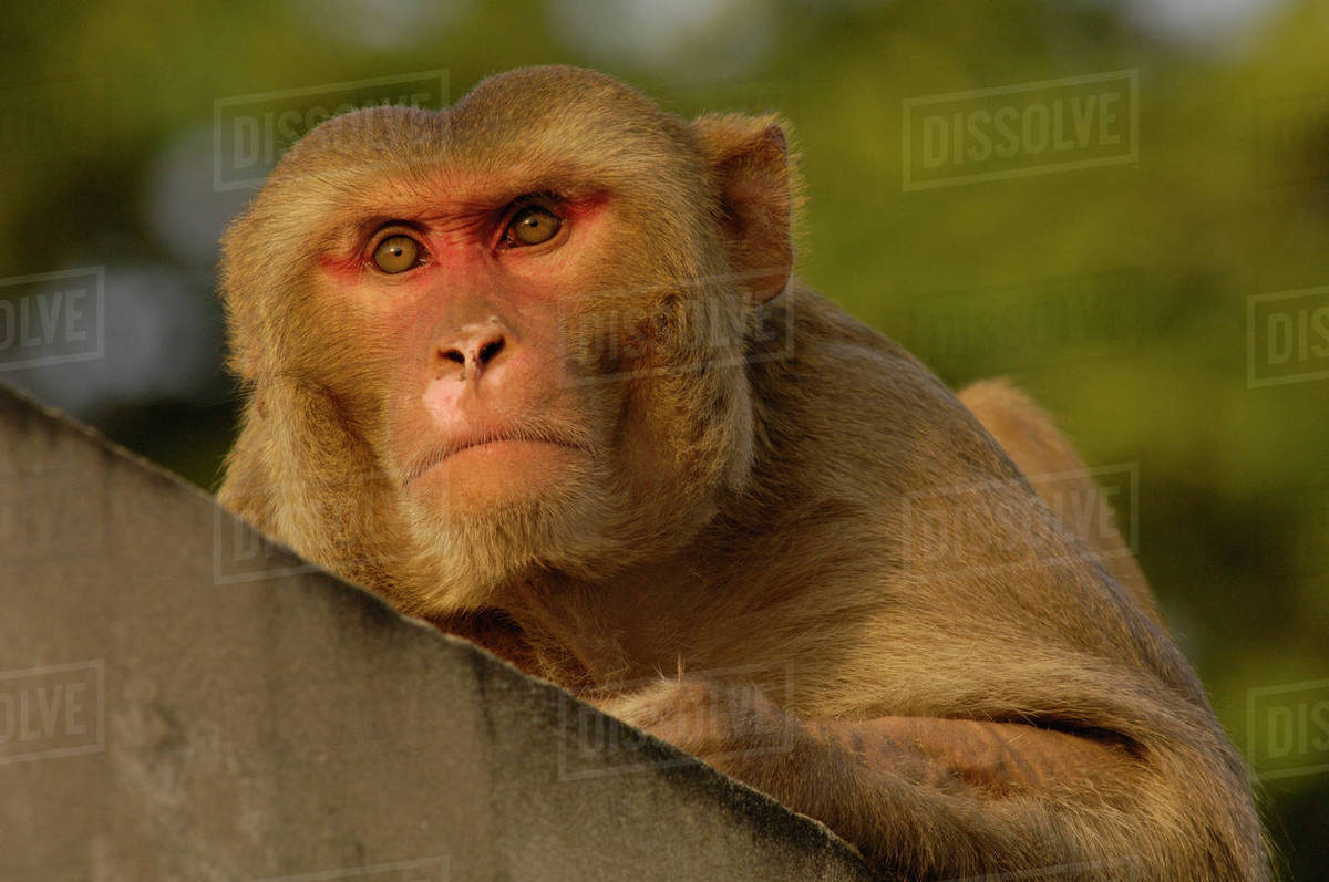 Rhesus Macaque (Macaca mulatta) in the town of Bharatpur. Rajasthan ...