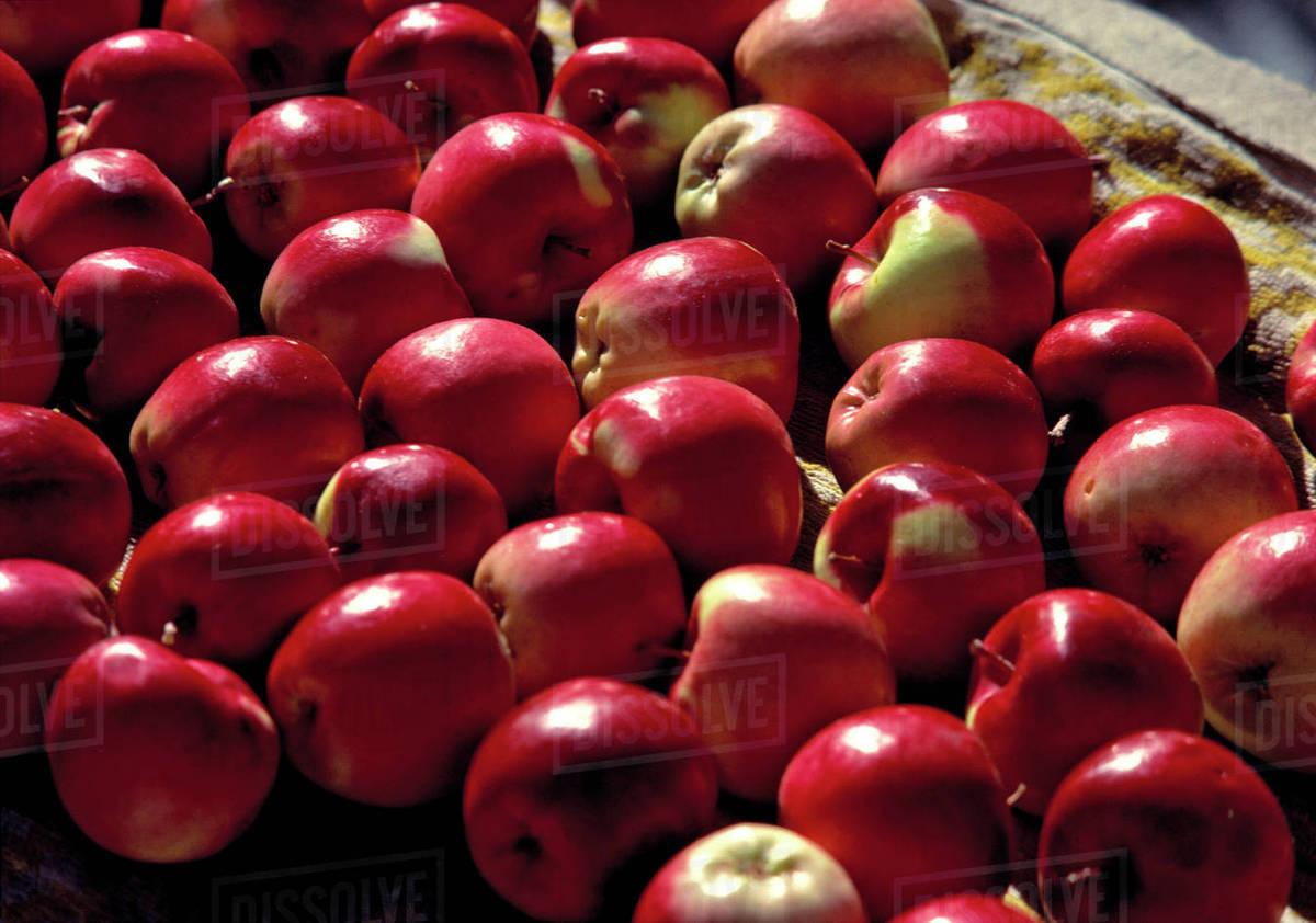 Asia, India, Ladakh, Leh. Apples shine in the morning light at the ...