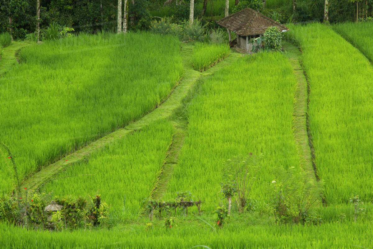 Indonesia, Bali. Terraced Subak (irrigation) Rice fields of Bali Island ...