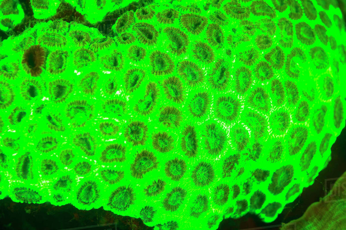 Natural occuring Fluorescence emitted and captured using special ...