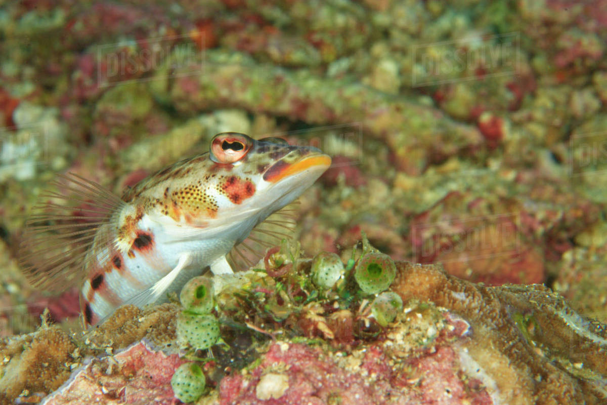 Longfinned Goby (Valenciennea longipinnis) Banda Sea, Indonesia ...