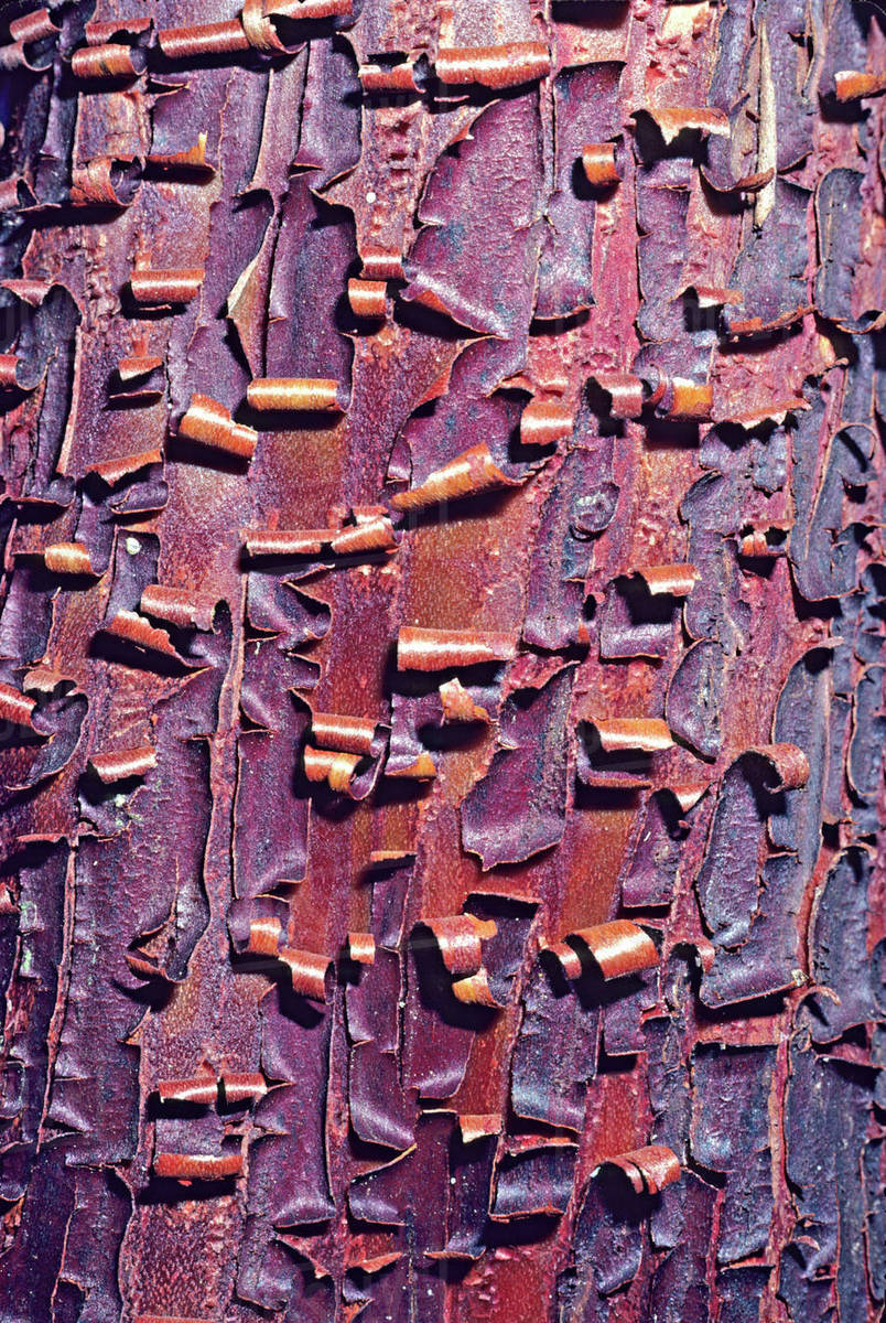 Madrone tree bark close-up. - Royalty-free Stock Photo | Dissolve