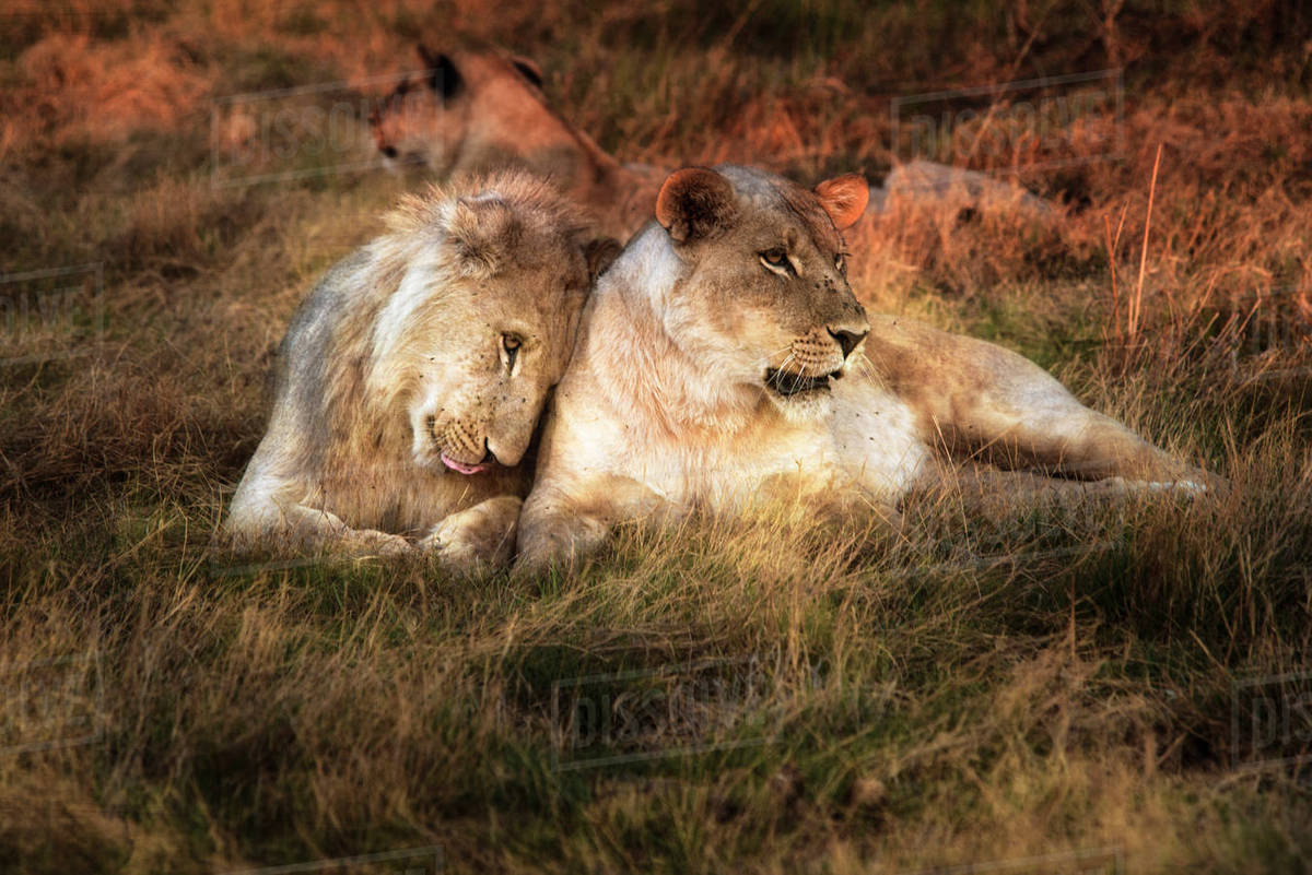 Lioness with juvenile male nuzzling - Royalty-free Stock Photo | Dissolve