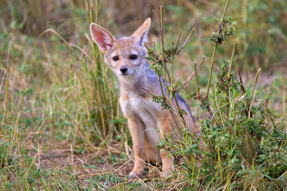 Silver-backed Jackals caring for each other in the brush of Maasai Mara ...