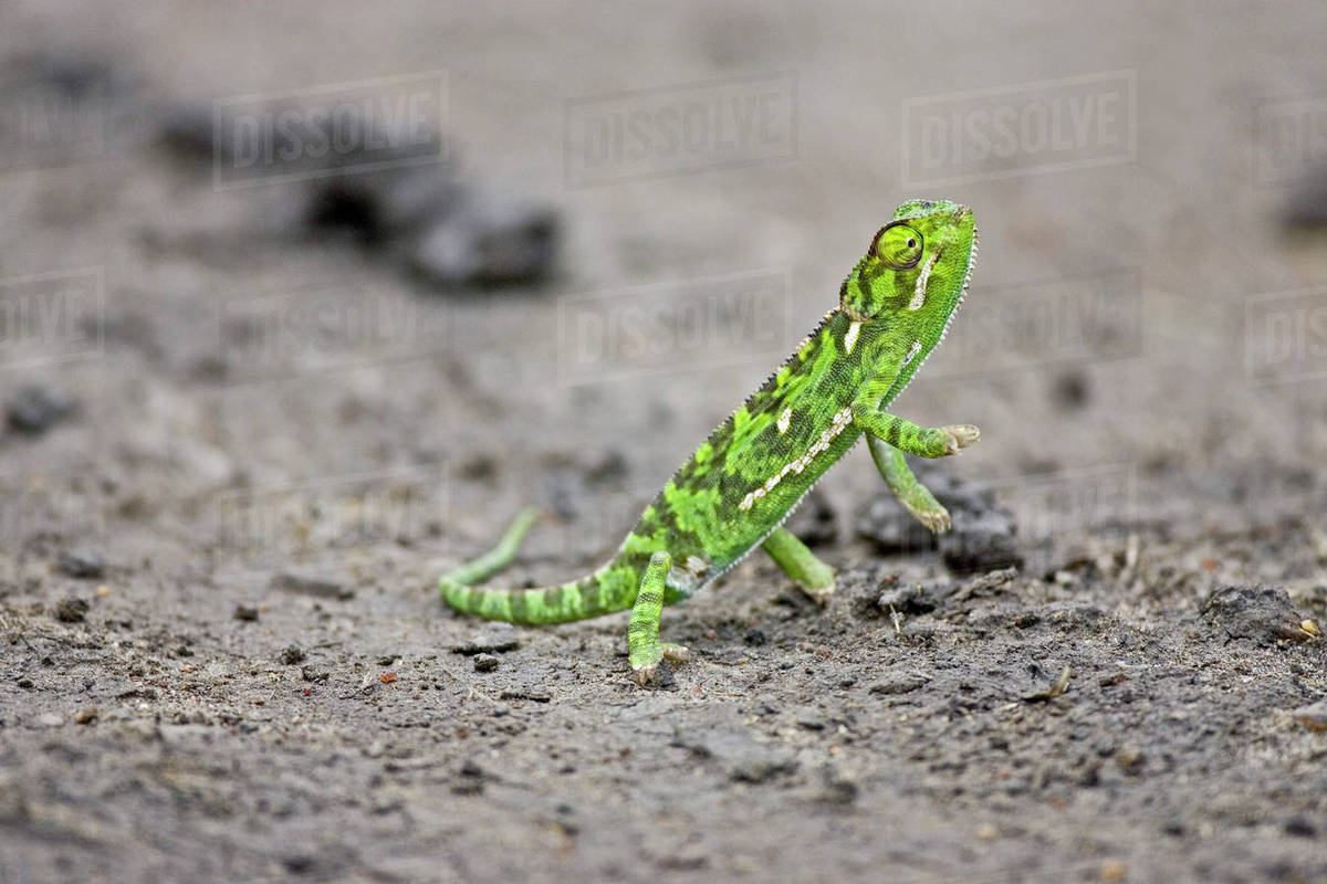 A jackson's Chameleon standing on the road in the Maasai Mara Kenya ...