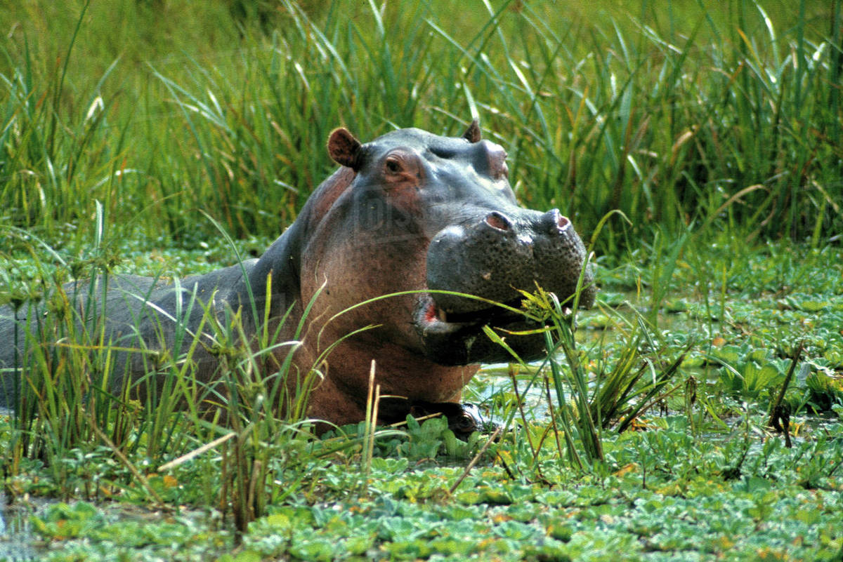 Africa, Kenya, Masai Mara NR. A mother hippo and her petite baby relax ...