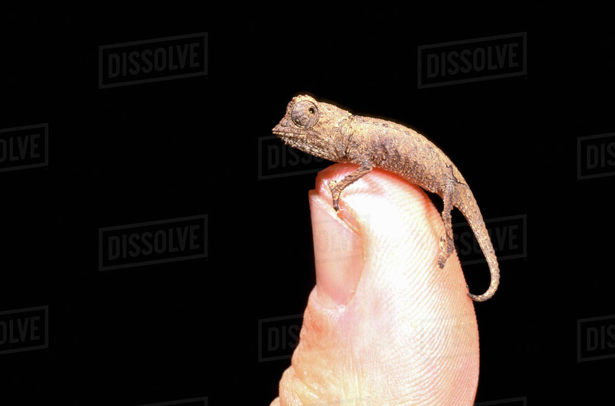 Africa, Madagascar, Ankarana Special Reserve. Ground dwelling chameleon ...