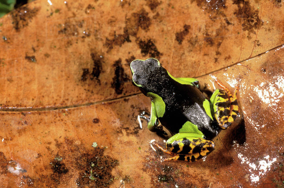 Africa, Madagascar, Nosy Mangabe. Mantella frog (Mantella ...