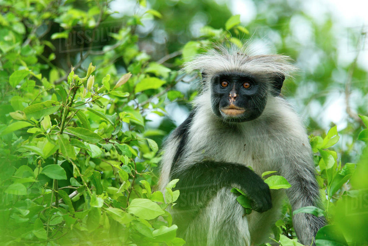 Tanzania, Zanzibar, Jozani National Park, Zanzibar red colobus, or Kirk ...
