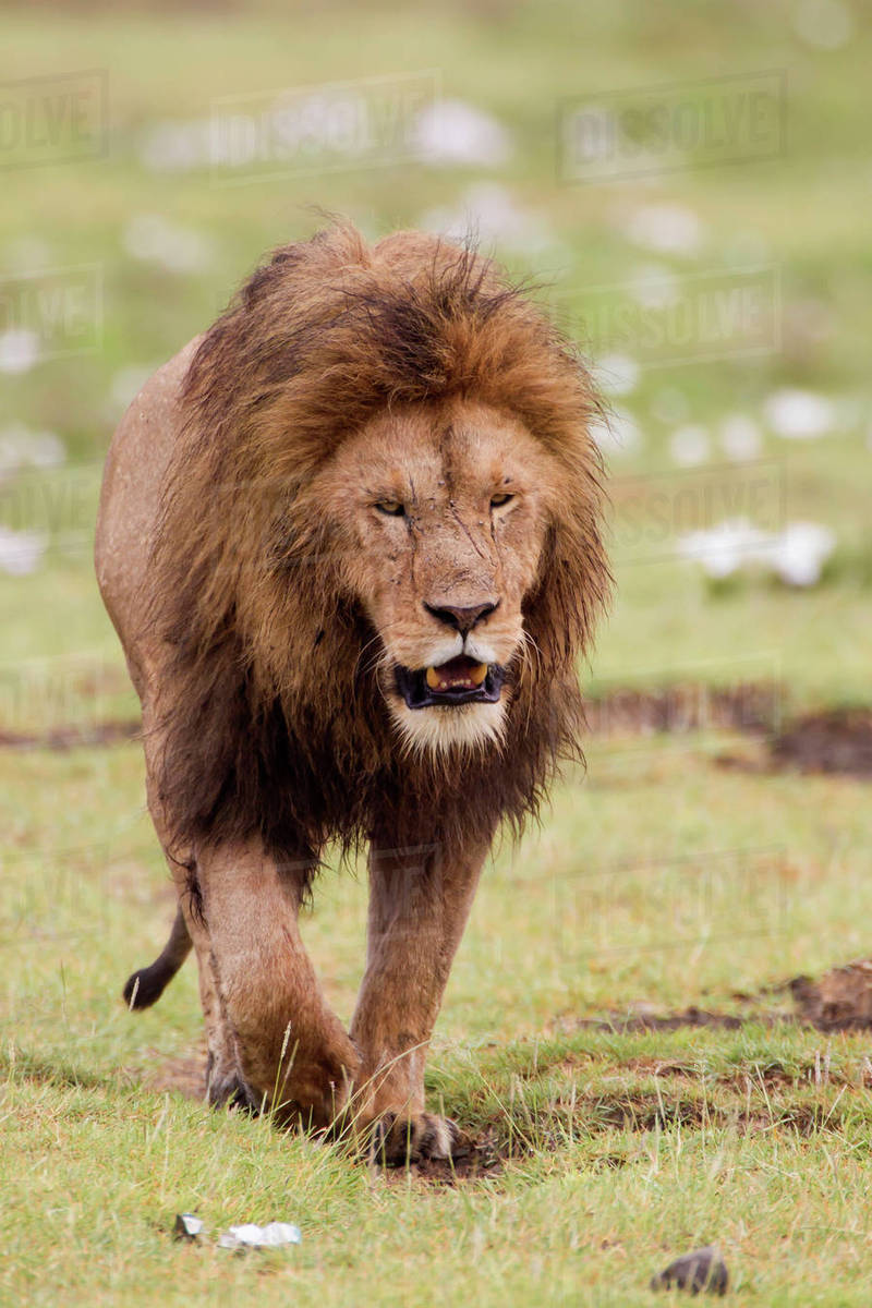 Male lion walks directly to camera, head up, moth partially open ...