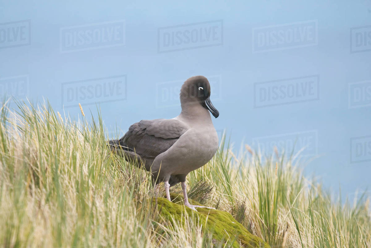 A light-mantled sooty albatross displays to passing albatross from a ...