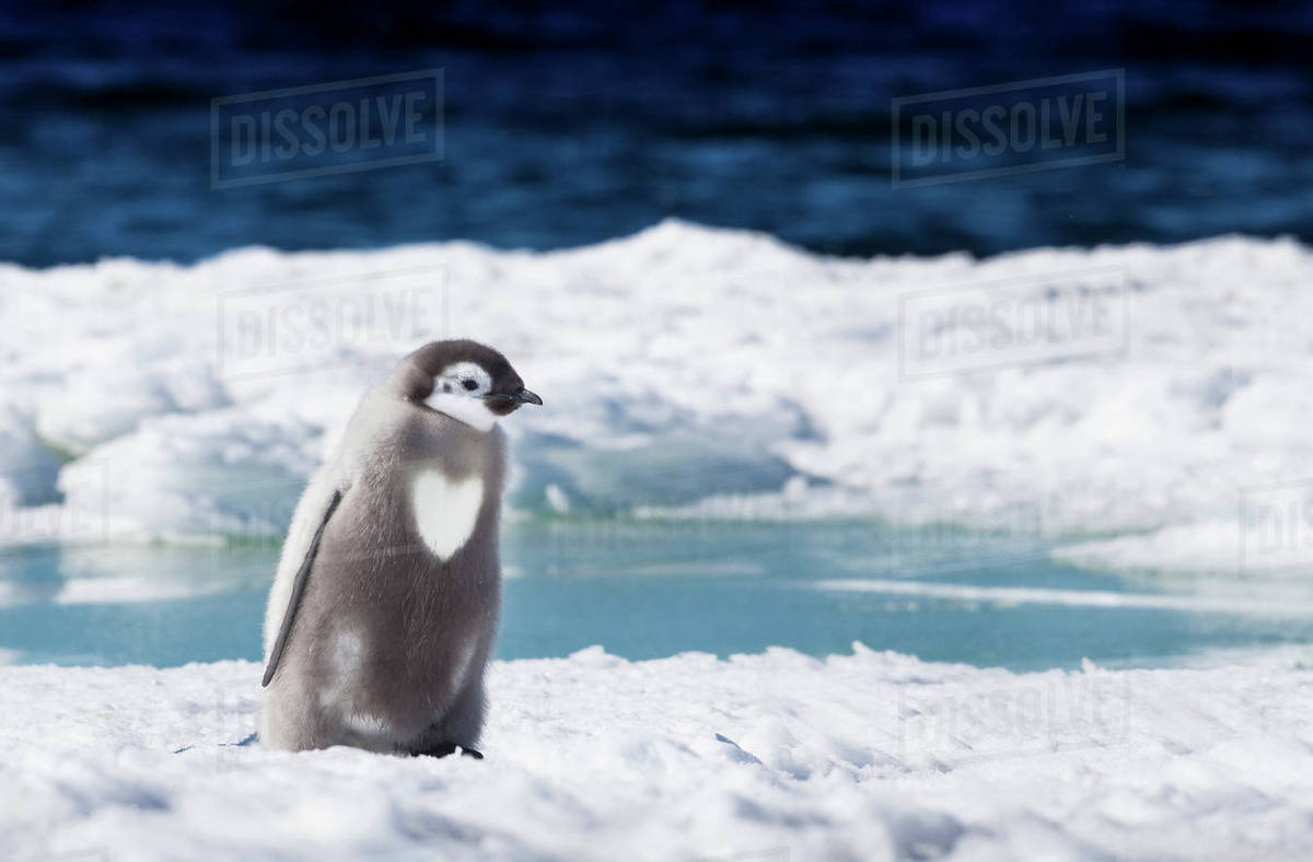 Cape Washington, Antarctica. An Emperor penguin chick with heart on its ...