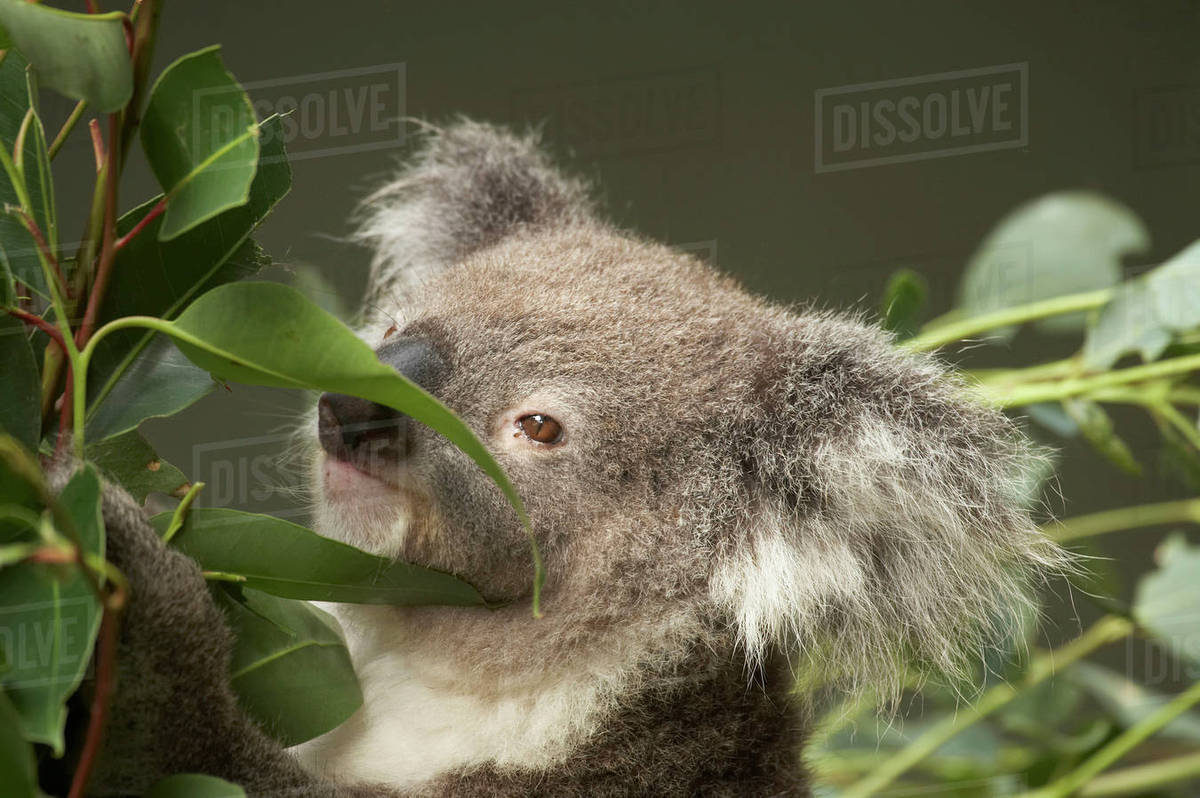 Koala (Phascolarctos cinereus), Sydney, New South Wales, Australia ...