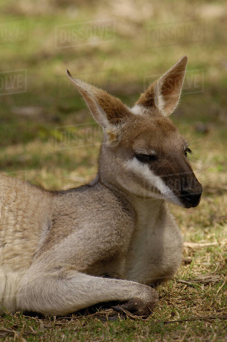 Pretty-faced Wallaby or Whiptail Wallaby (Macropus parryi) CAPTIVE ...