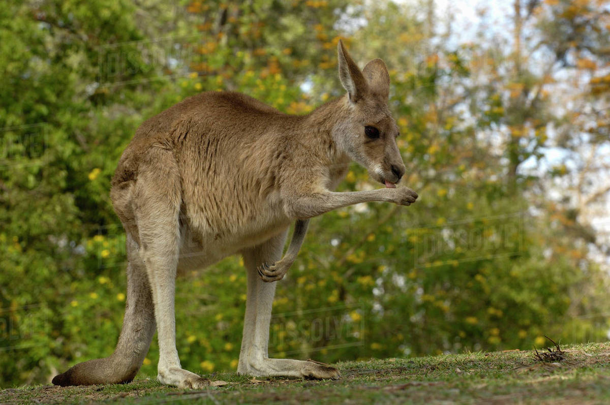 Eastern Grey Kangaroo (Macropus giganteus) CAPTIVE Queensland ...