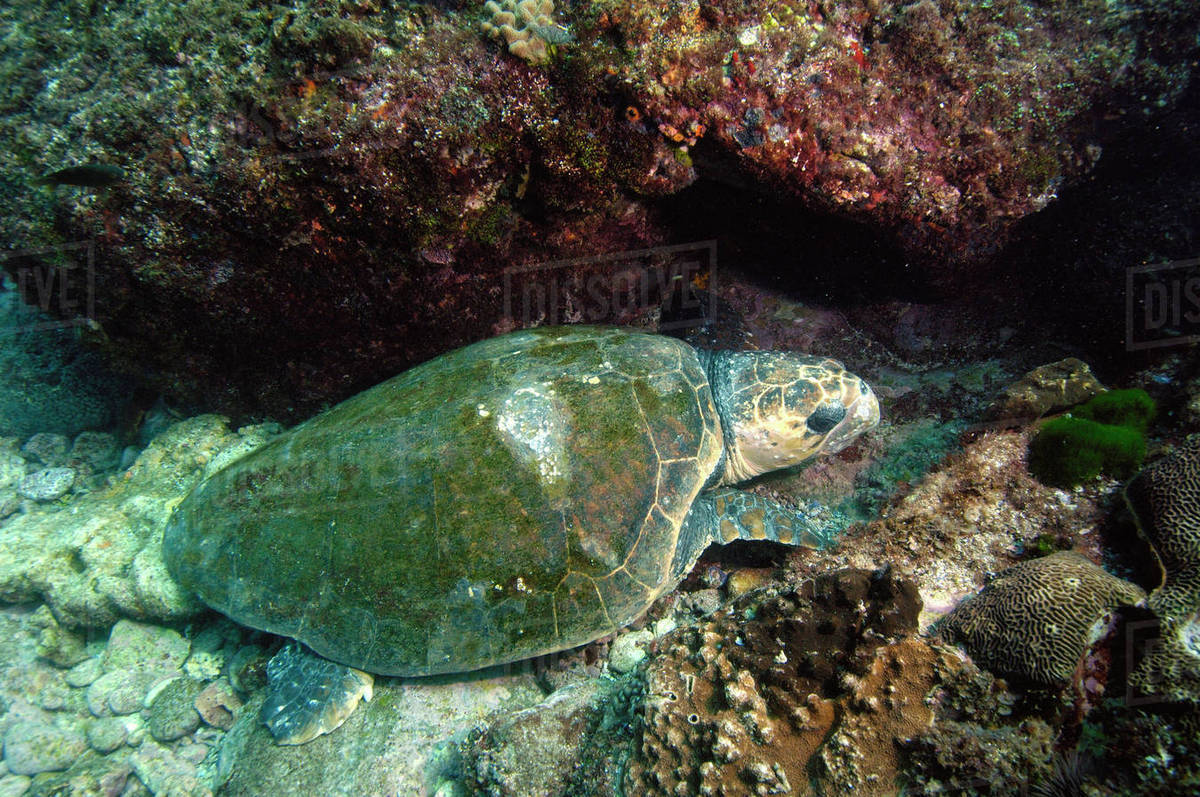 Loggerhead Turtle (Caretta caretta) off of North Stradbroke Island ...