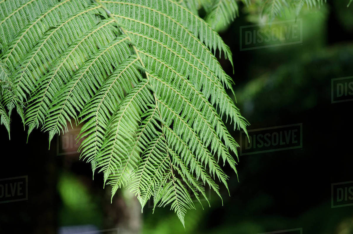 New Zealand, North Island, Wellington. Otari-Wilton's Bush, native ...