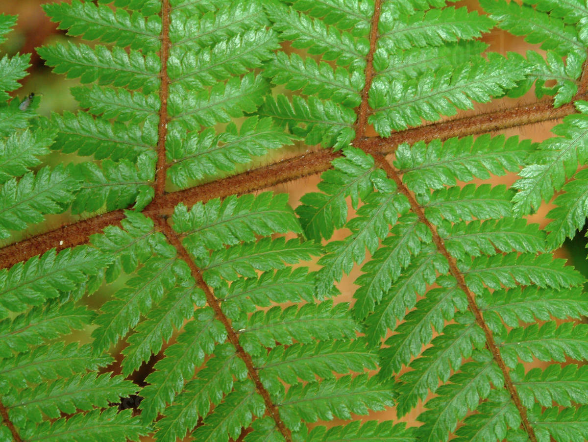 NZ. Fern, Macro. - Royalty-free Stock Photo | Dissolve