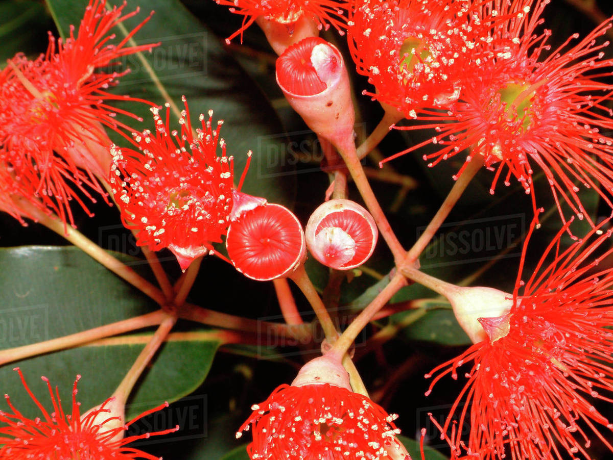 NZ. Rata tree blossoms. - Royalty-free Stock Photo | Dissolve