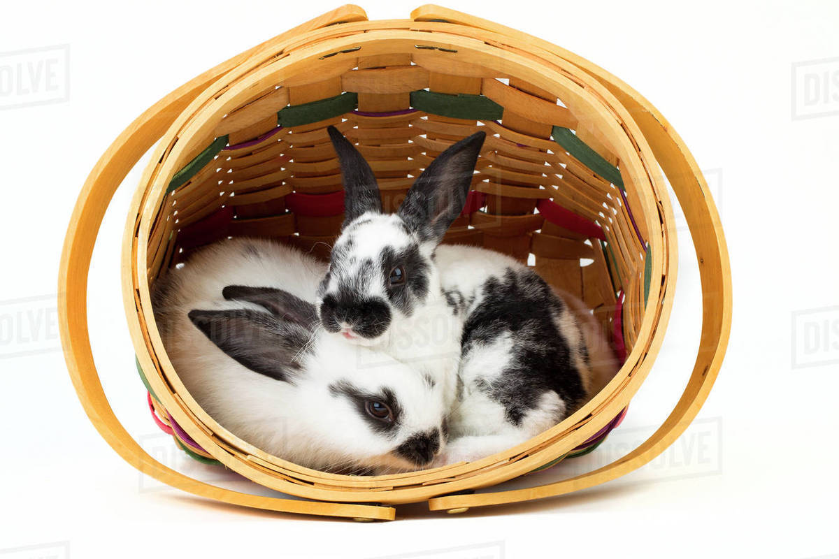 Young Rex rabbits in Easter basket. - Royalty-free Stock Photo | Dissolve