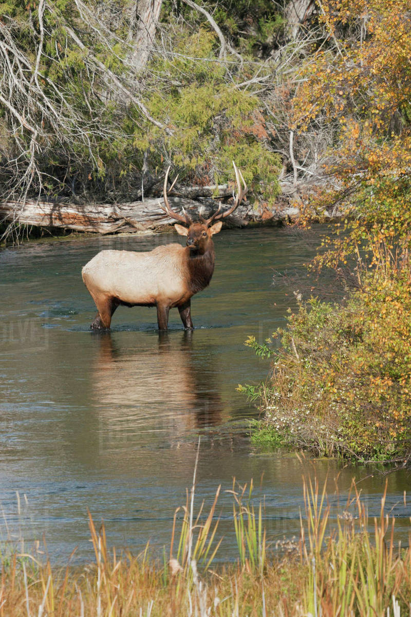 Rocky Mountain Bull Elk - Royalty-free Stock Photo | Dissolve