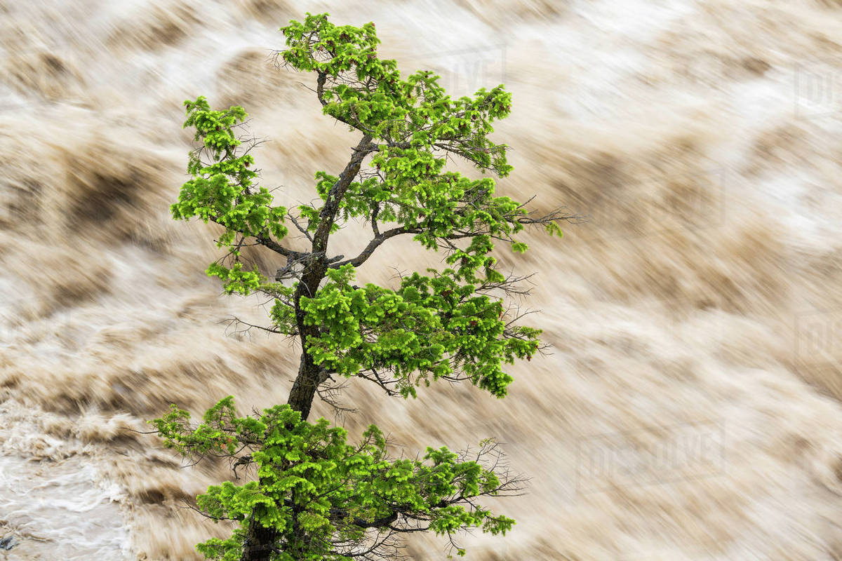 Tree and river in flood, Banff, Alberta, Canada - Stock Photo - Dissolve