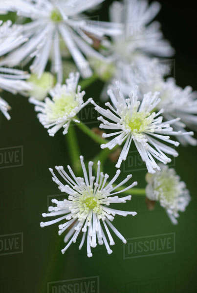 Canada, British Columbia. False Bugbane (Trautvetteria Carolinensis ...
