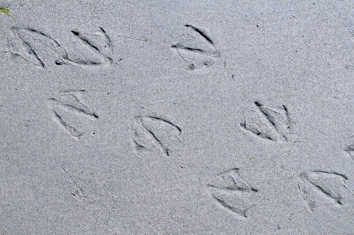Canada, British Columbia, Sidney Island. Gull footprints in the sand ...