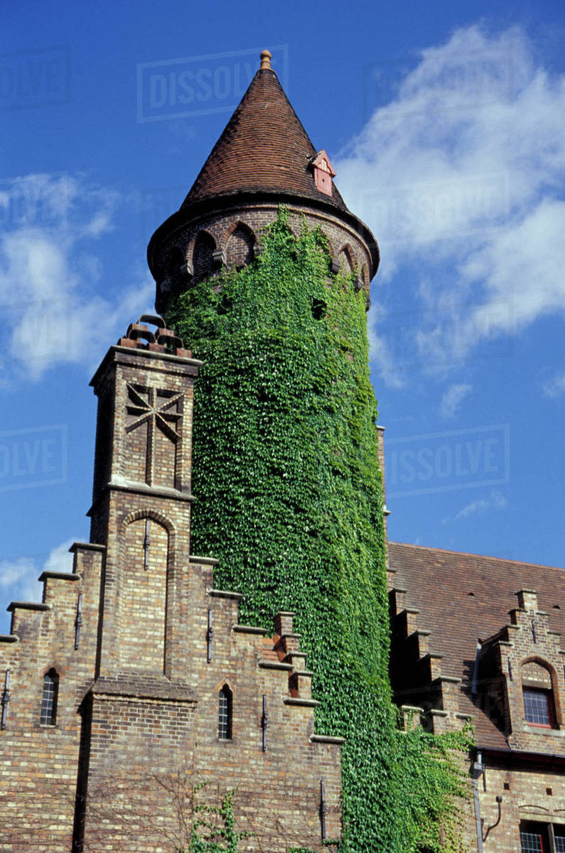 Europe, Belgium, Bruges, Church of Our Lady; ivy-covered medieval tower ...